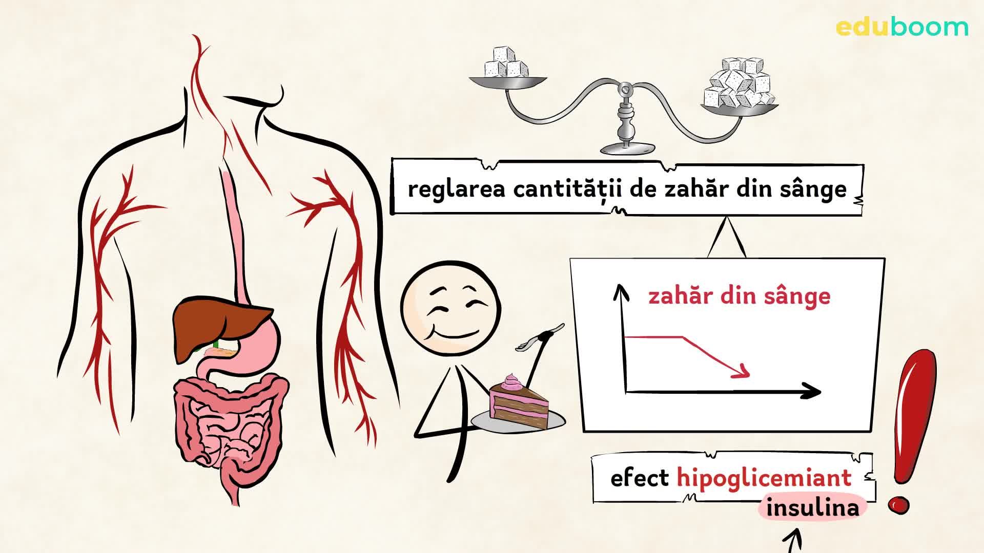 Pancreasul endocrin. Biologie clasa a 7-a