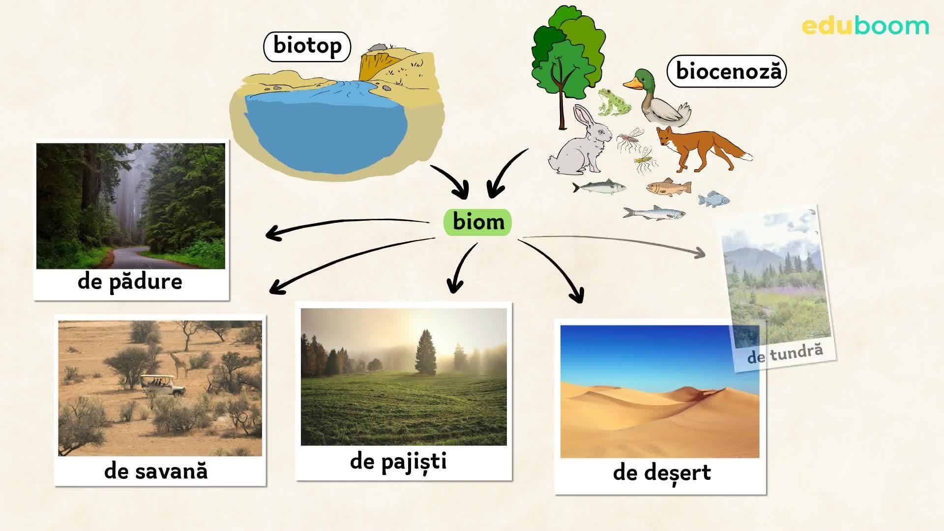 Biosfera și organizarea ei. Geografie clasa a IX-a