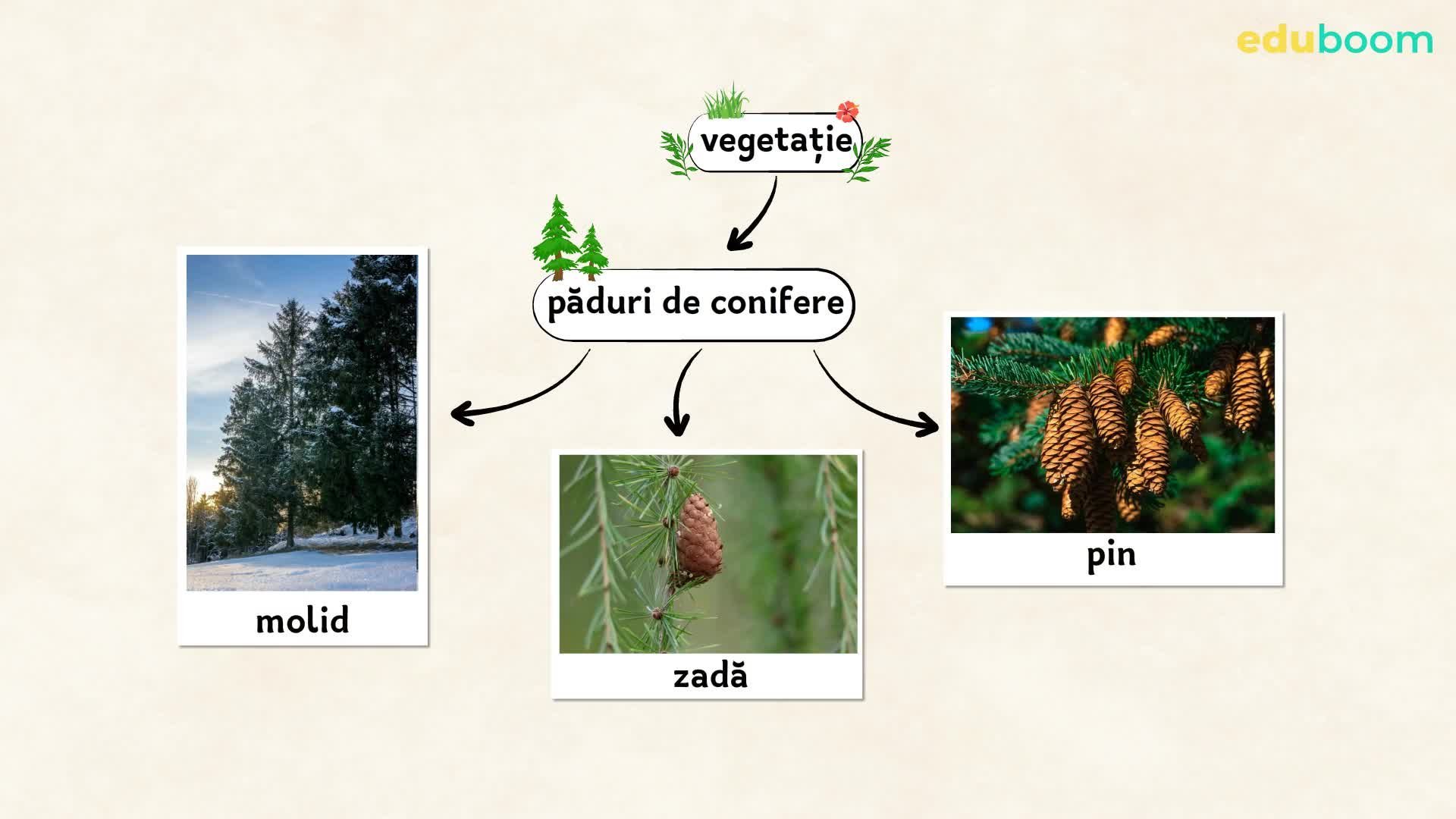 Tipurile de medii naturale. Partea I. Geografie clasa a IX-a