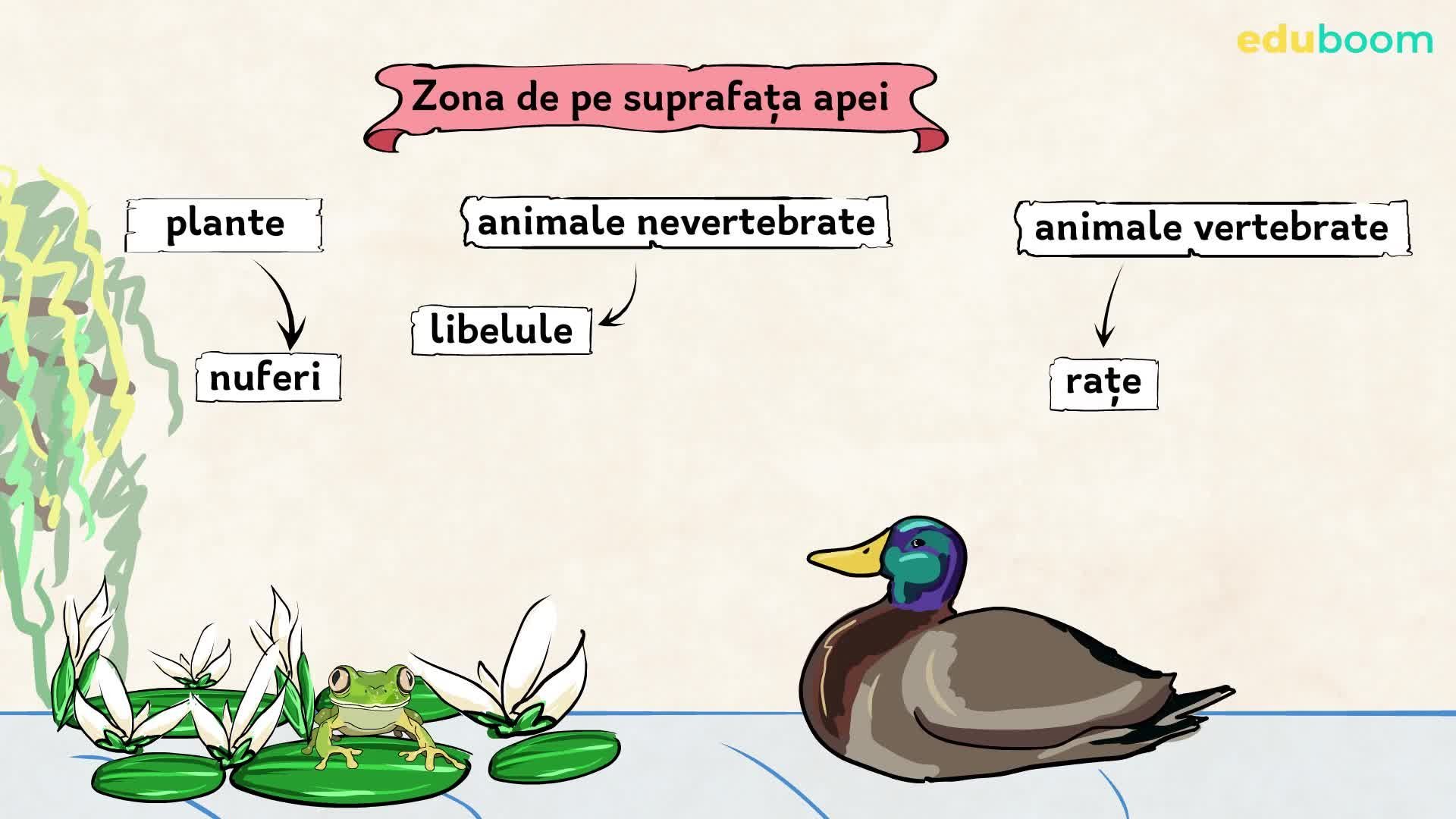 Ape statătoare. Lacul. Biologie clasa a 5-a