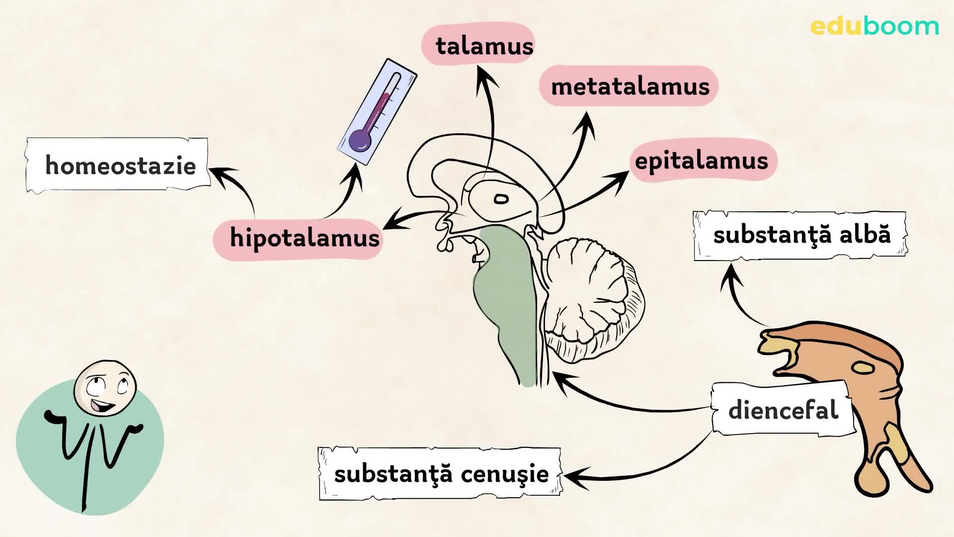 Encefalul. Biologie clasa a 10-a
