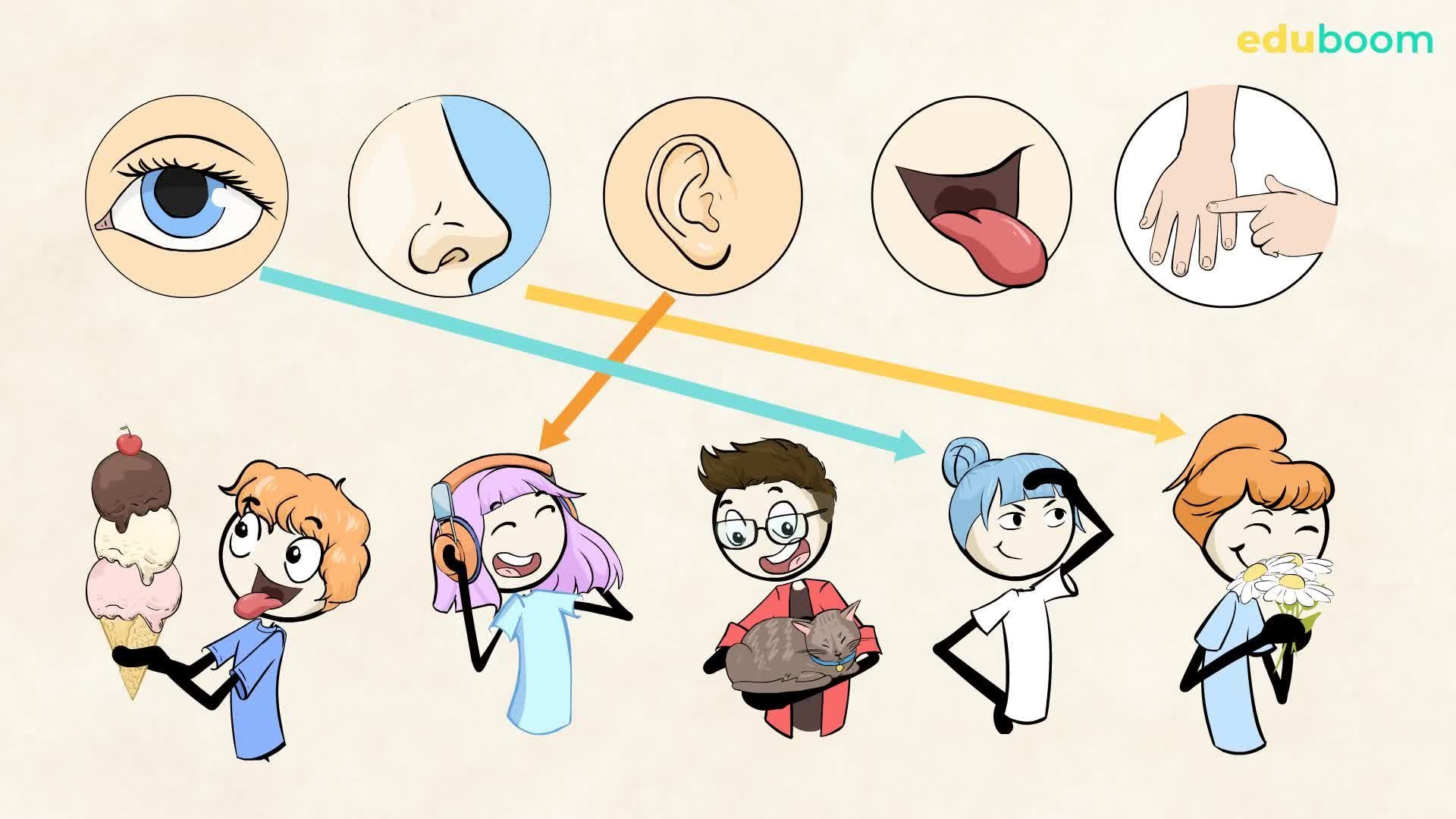 Simţurile. Organele de simț. Matematică și explorarea mediului. Clasa ...