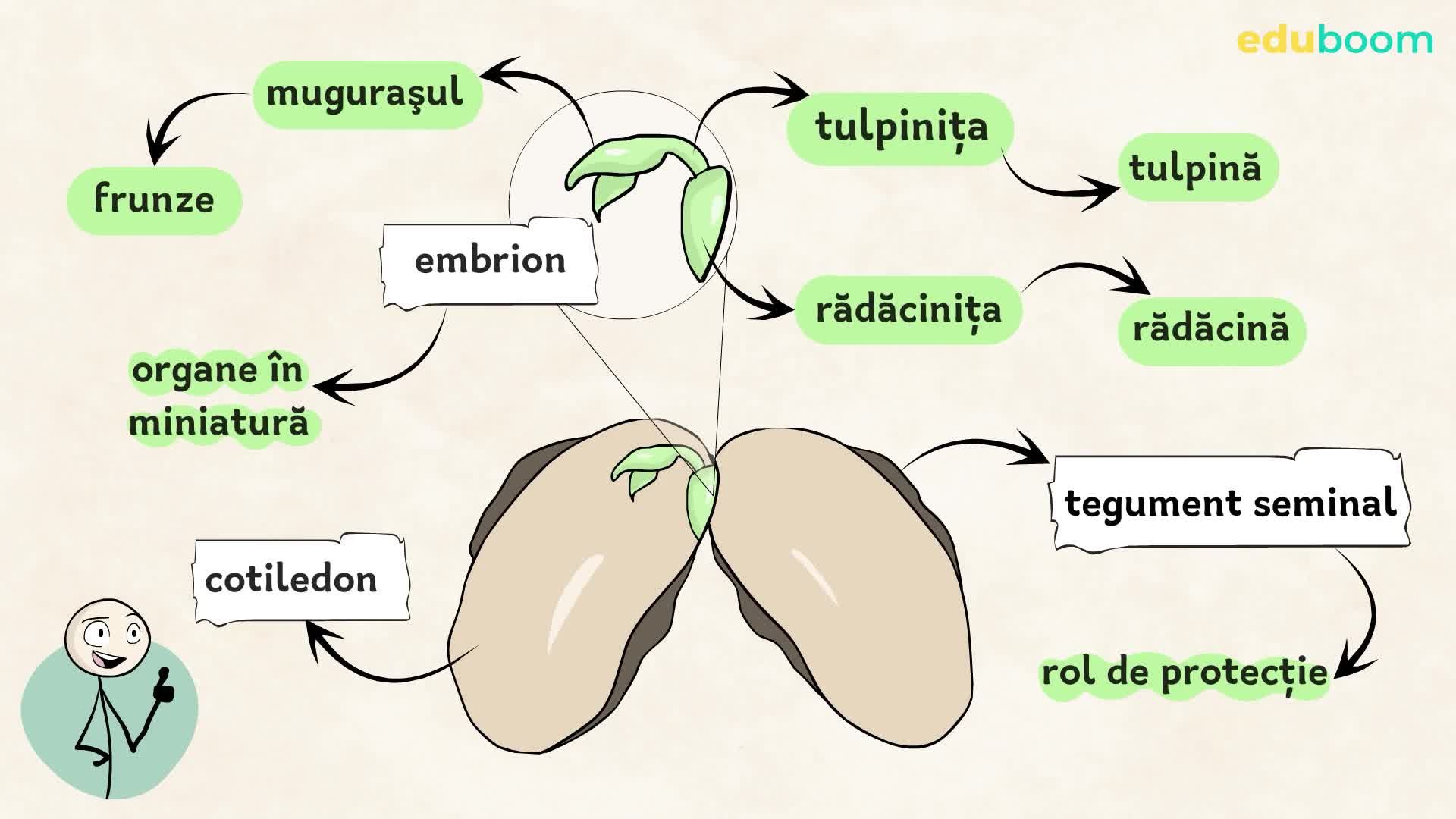 Sămânța. Partea l. Biologie clasa a 10-a