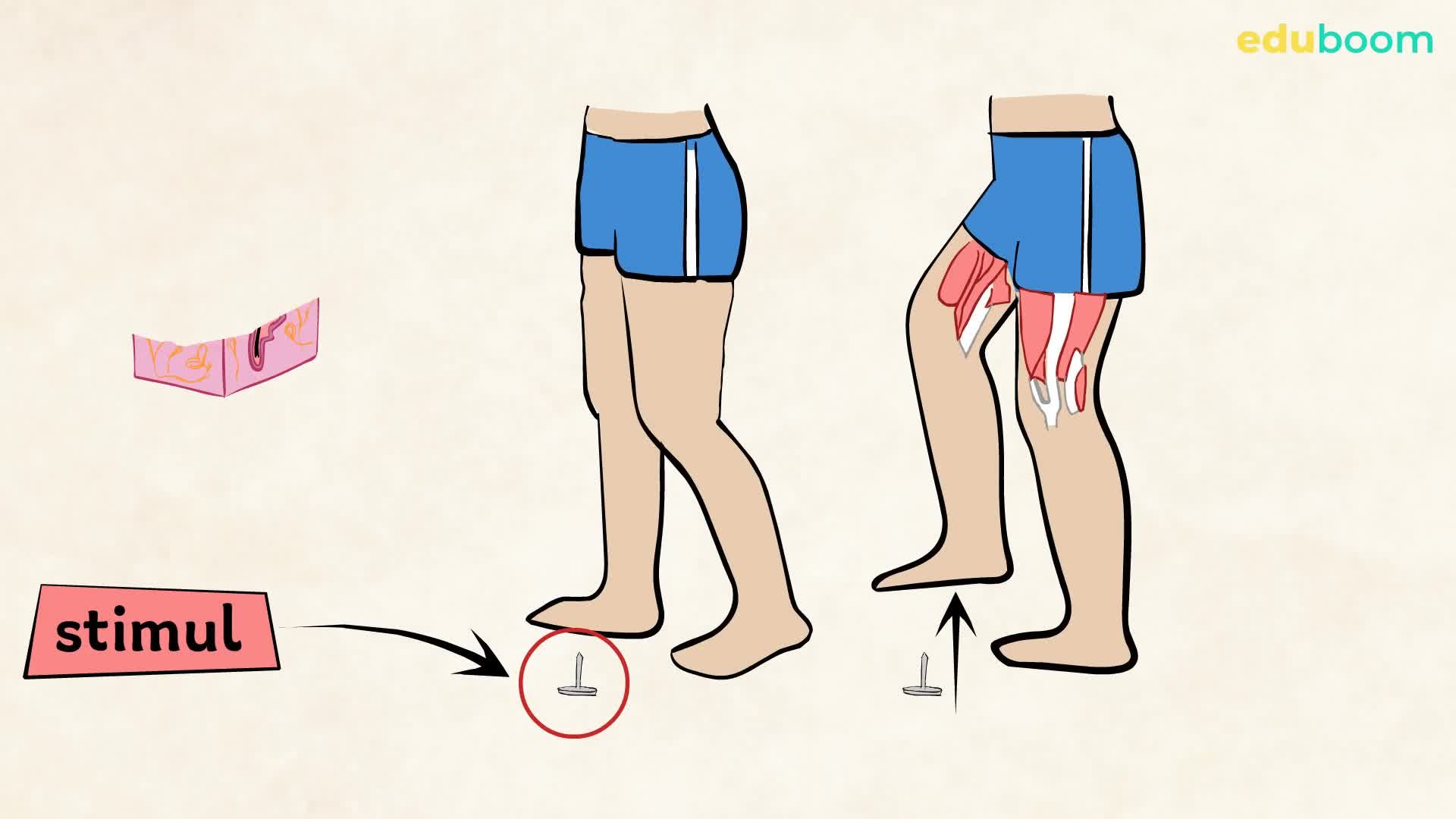 Util! Funcțiile sistemului nervos. Reflexele involuntare. Biologie ...