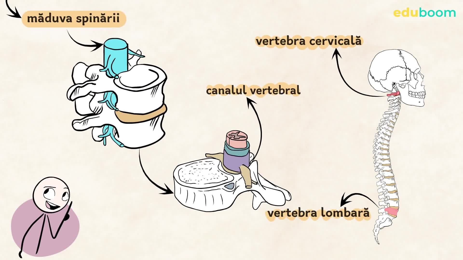 Măduva spinării. Biologie clasa a 10-a