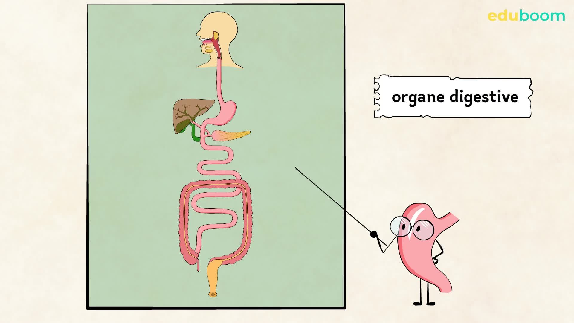 Sistemul digestiv uman. Biologie clasa a 6-a