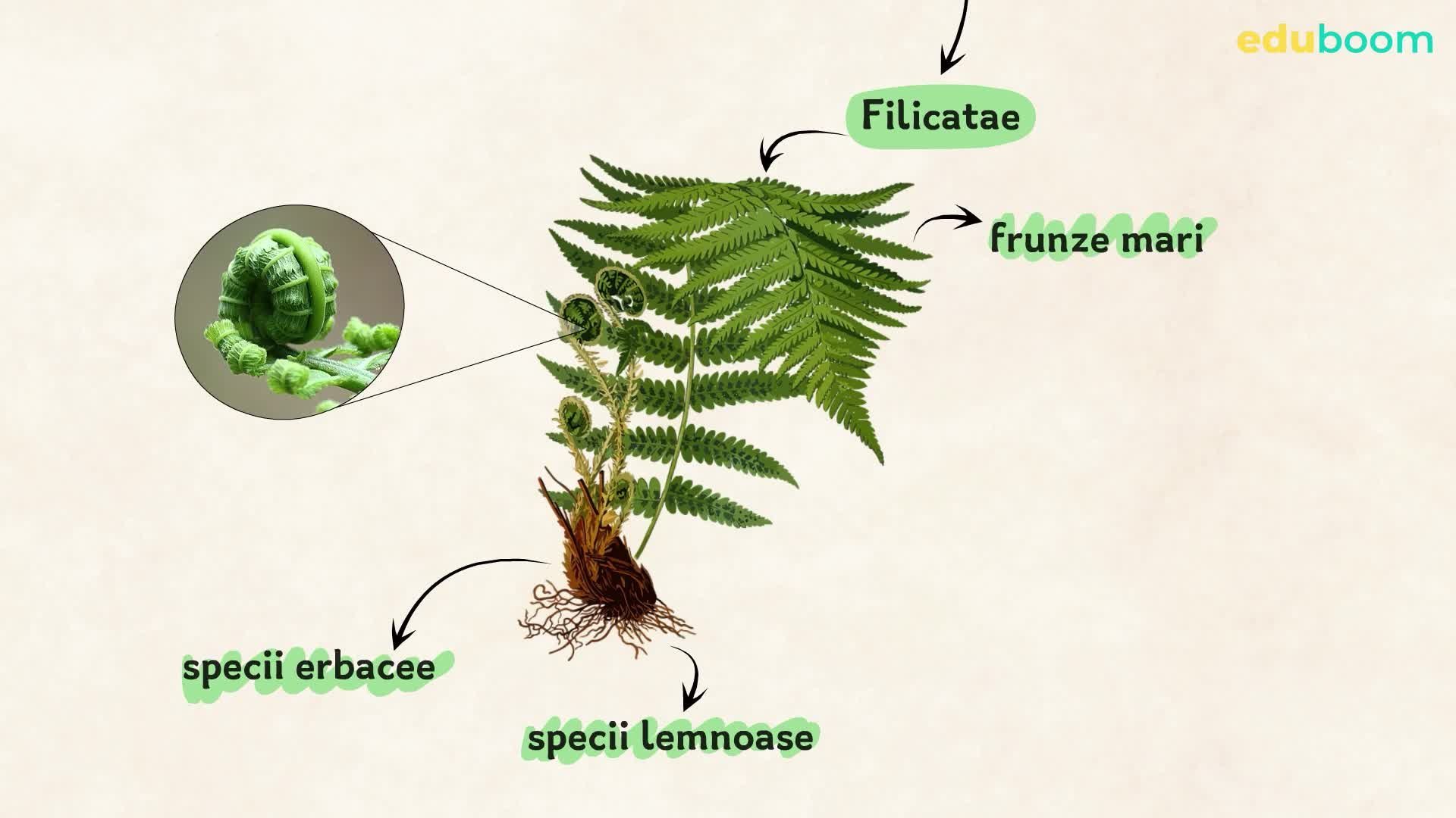Ferigile. Biologie clasa a 9-a