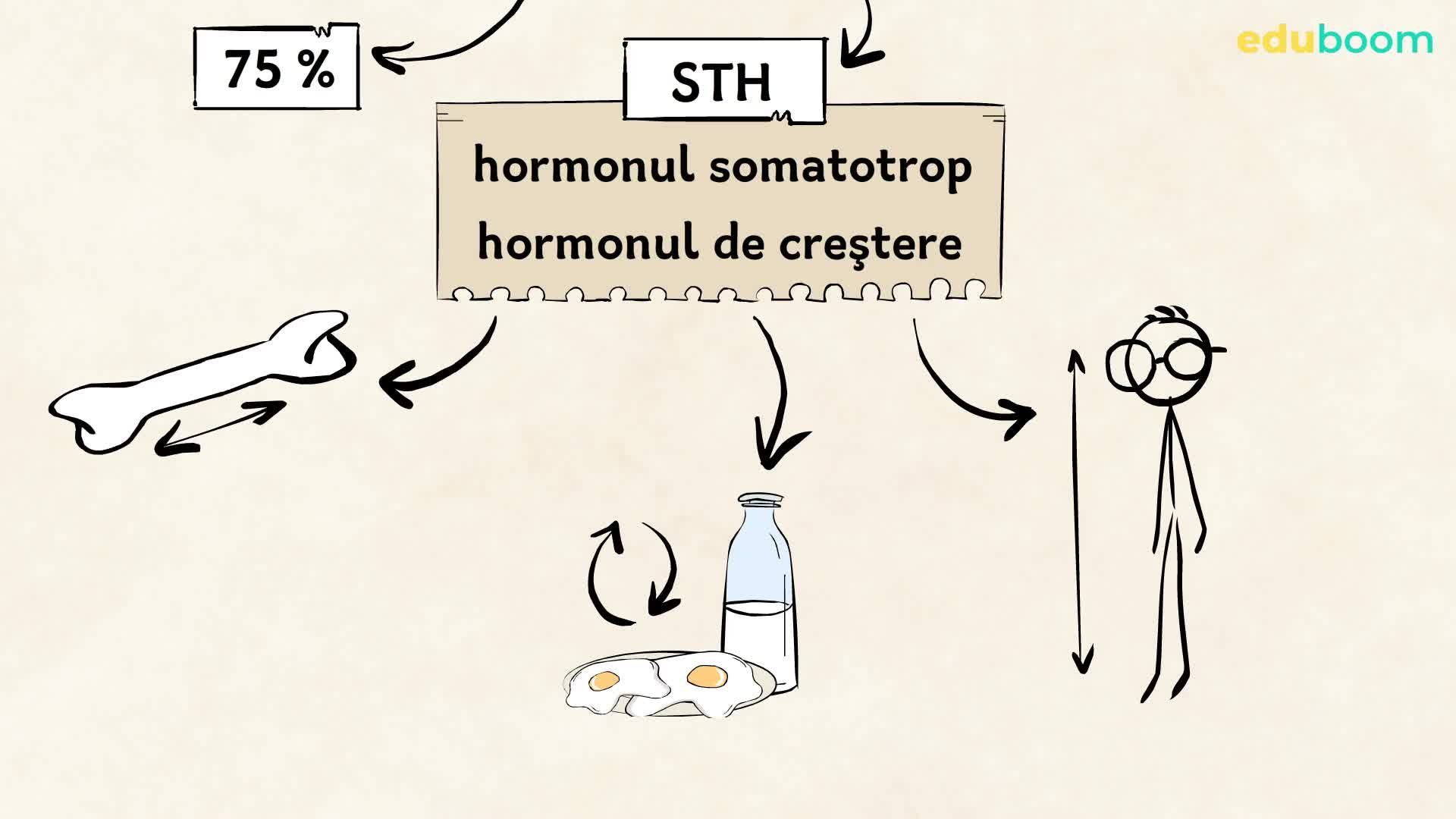 Glanda hipofiză. Biologie clasa a 7-a