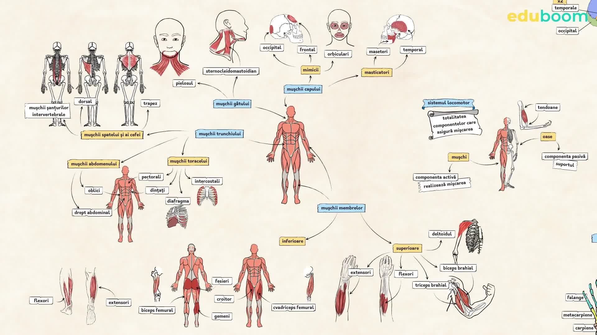 Util! Recapitulare. Sistemul locomotor la om. Biologie clasa a 7-a