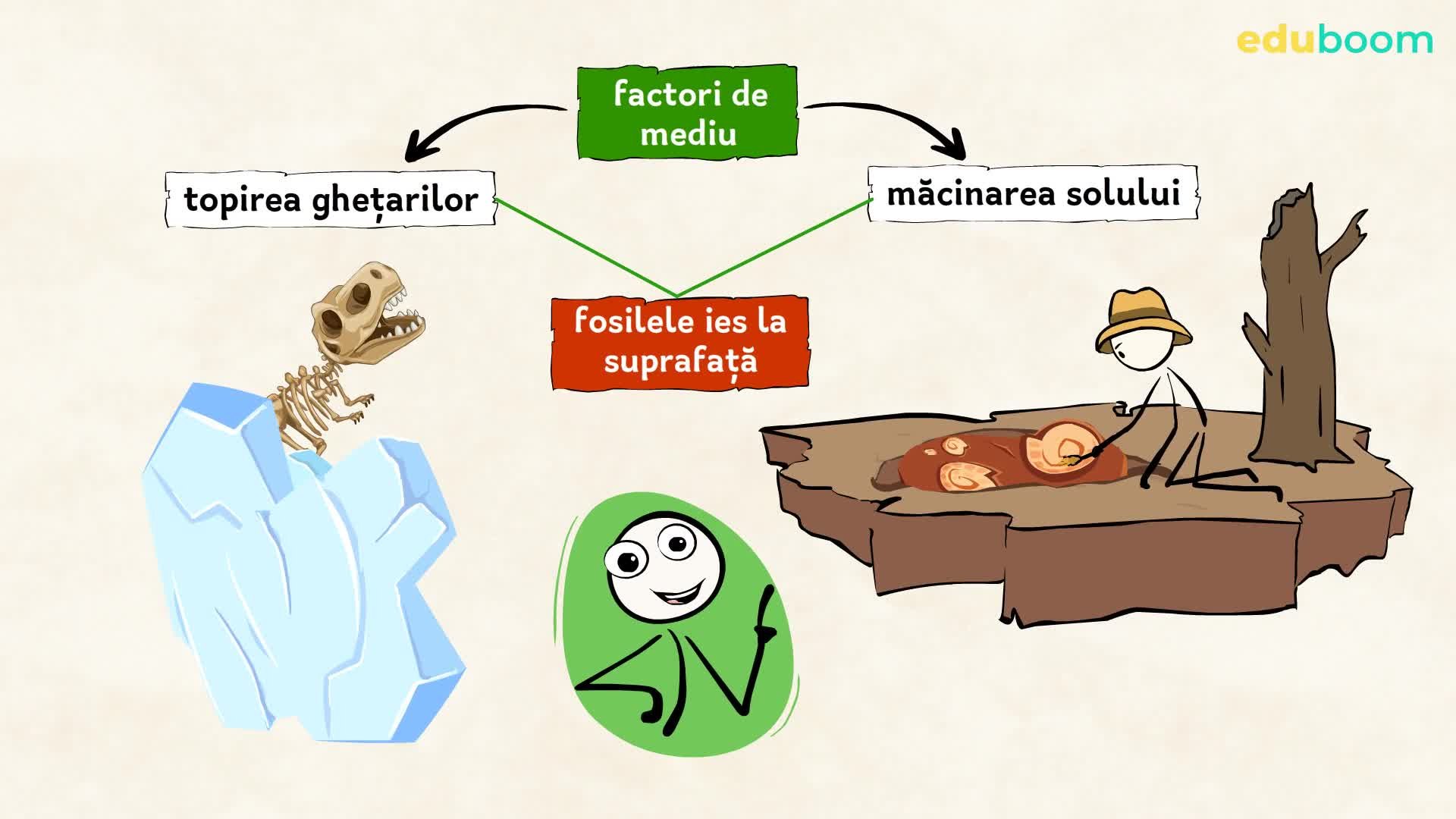 Fosile. Științe ale naturii clasa a 4-a