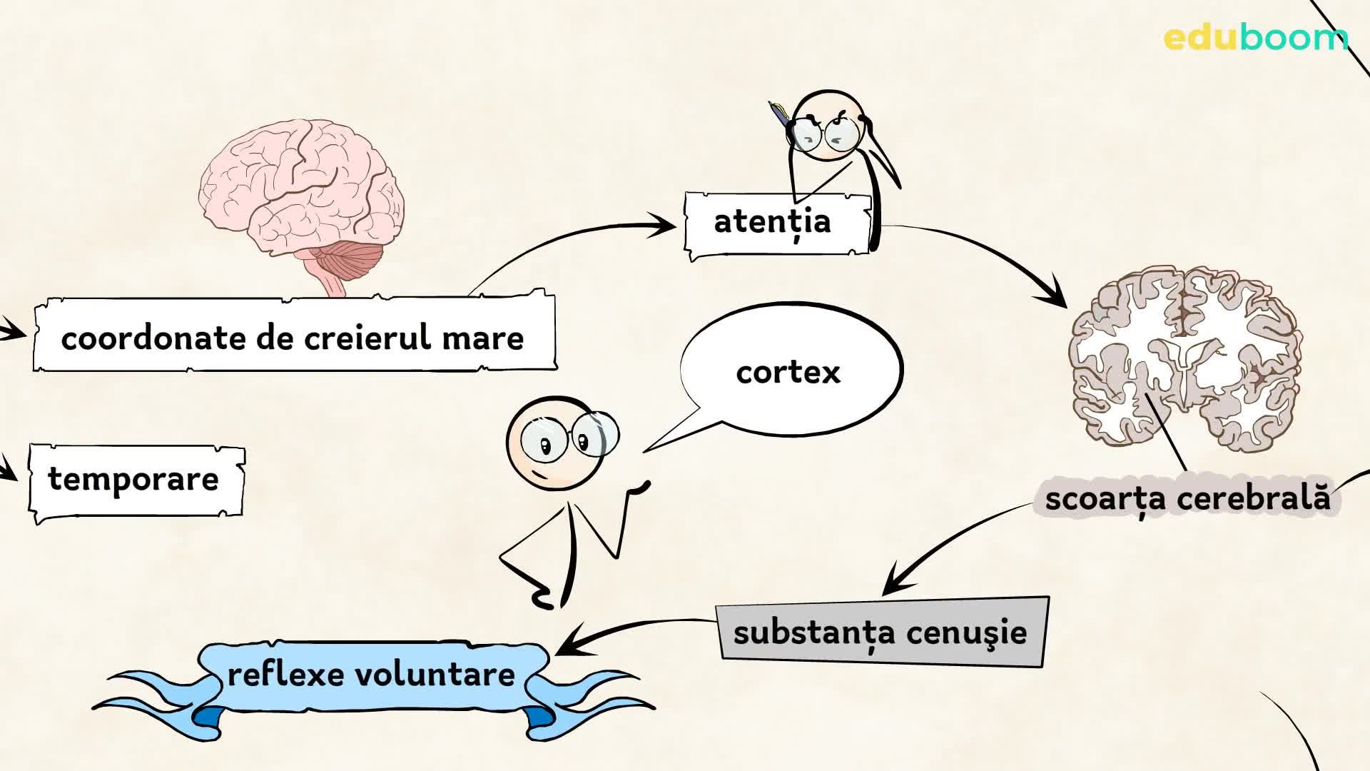 Funcțiile sistemului nervos. Reflexele voluntare. Biologie clasa a 7-a