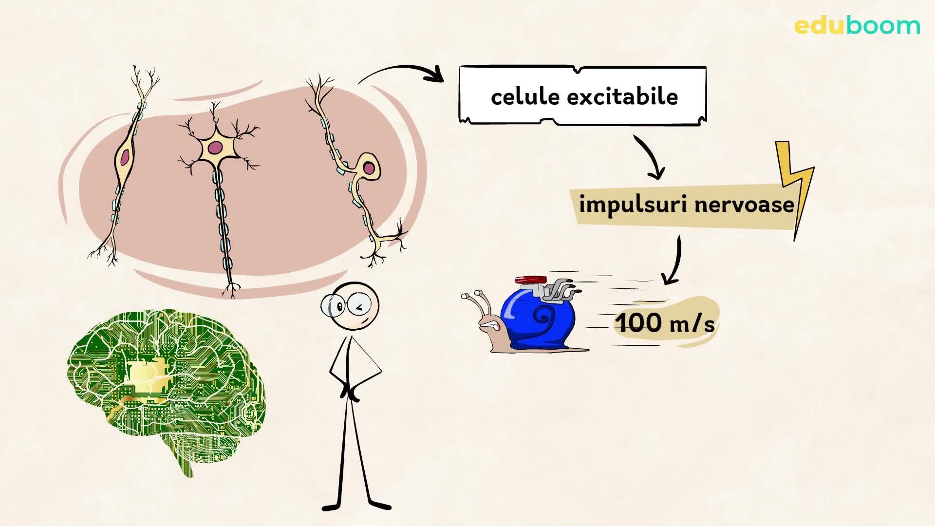 Neuronul. Biologie clasa a 7-a