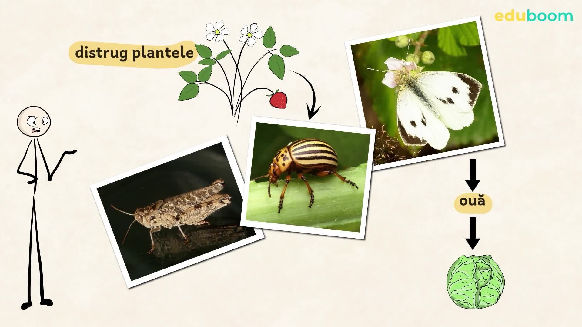 Artropode Partea a II-a. Biologie clasa a 9-a