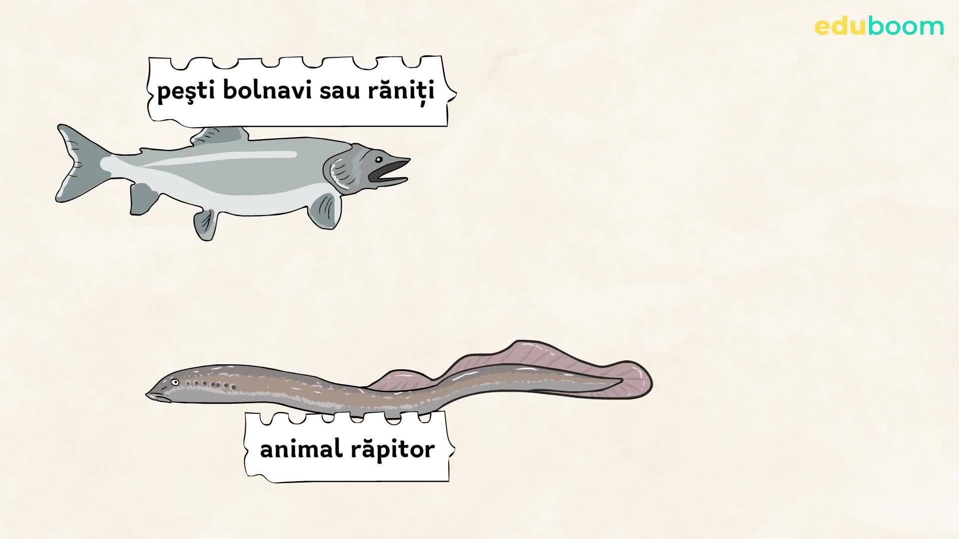 Ciclostomi. Biologie clasa a 9-a