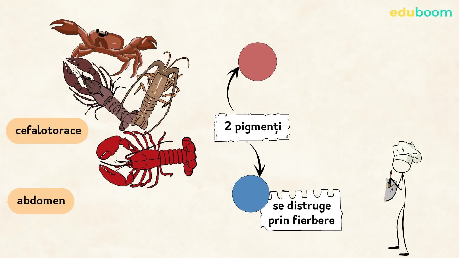 Artropode. Biologie clasa a 5-a