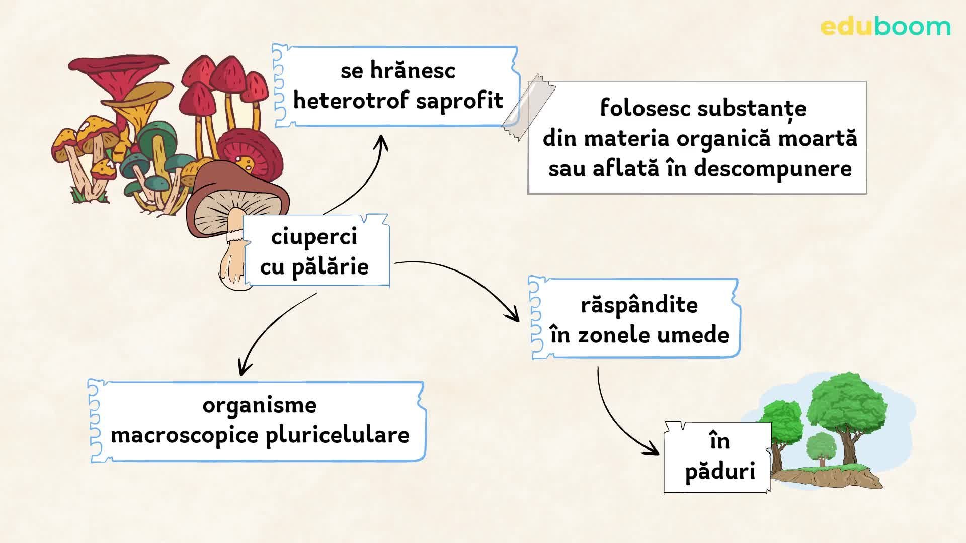 Regnul Fungi. Biologie clasa a 5-a