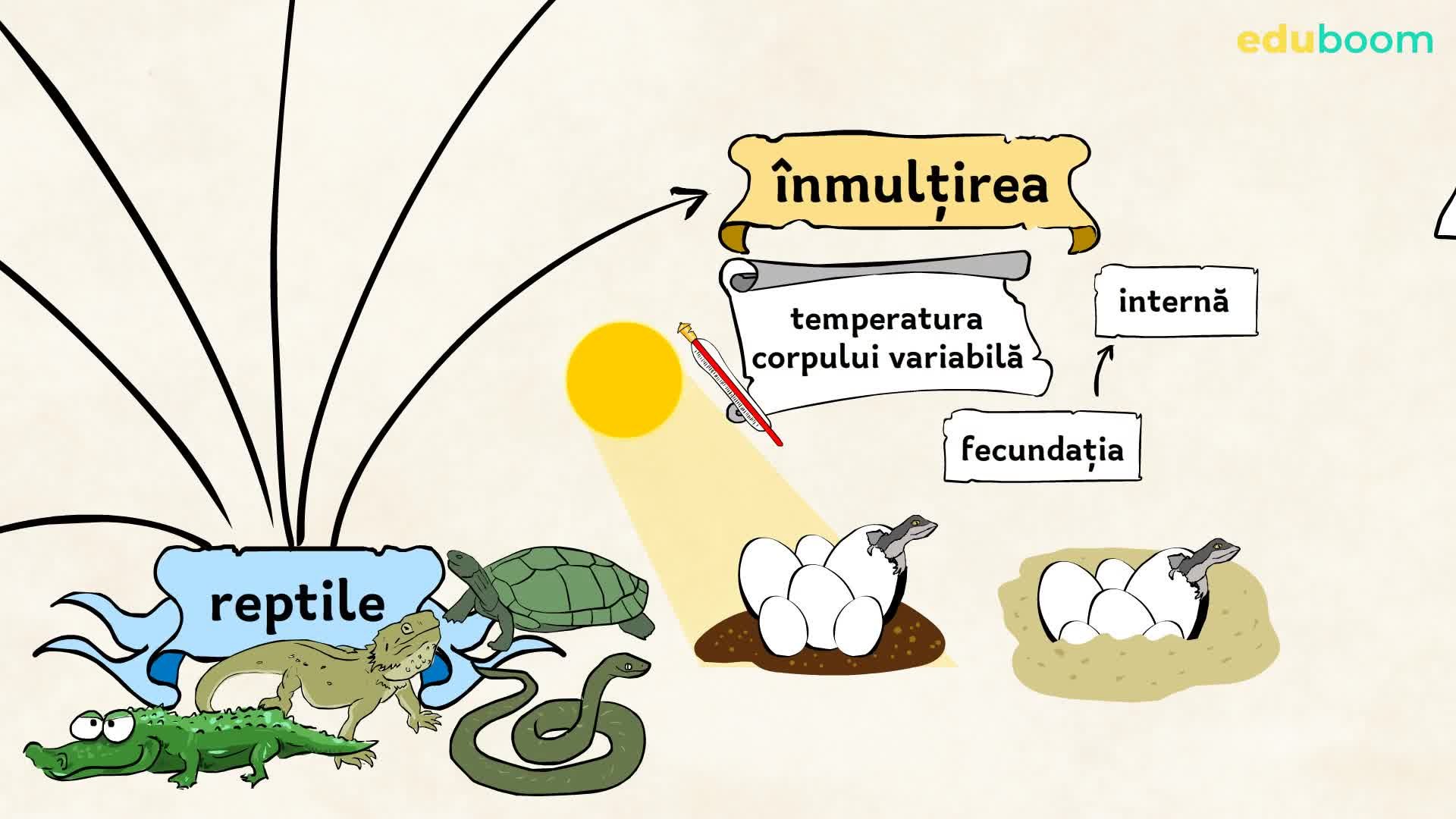 Amfibieni. Reptile. Biologie clasa a 5-a