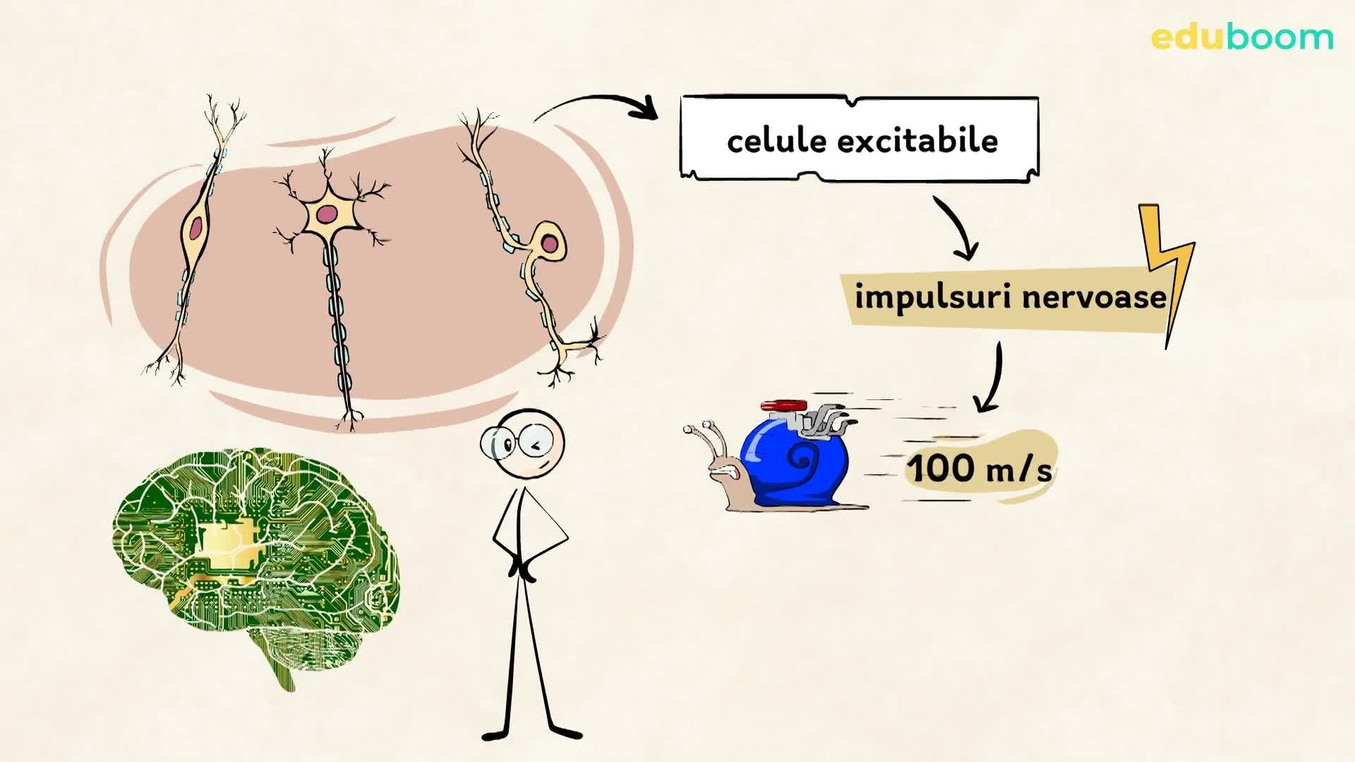 Neuronul. Biologie clasa a 7-a
