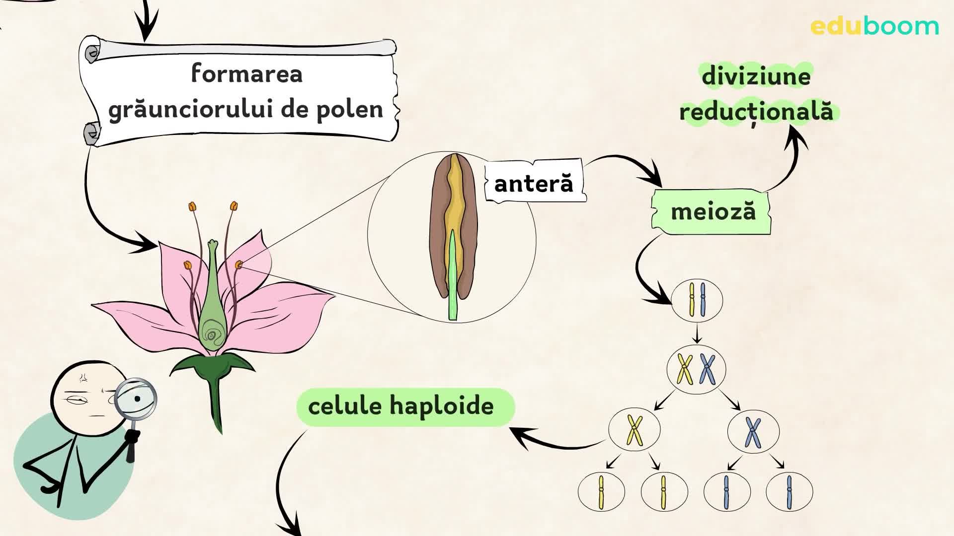 Funcțiile florii. Biologie clasa a 10-a