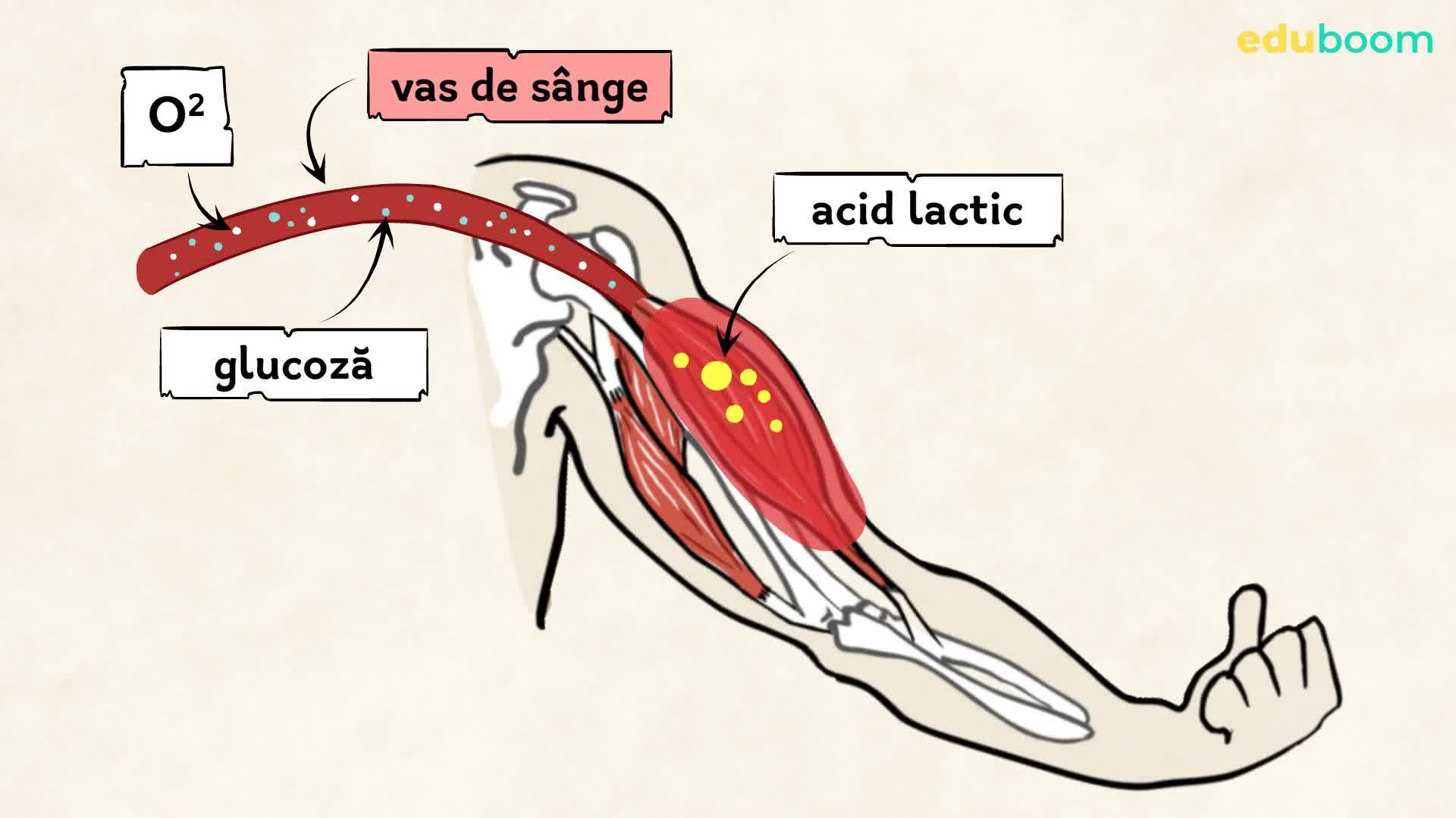 Proprietățile mușchilor. Biologie clasa a 7-a