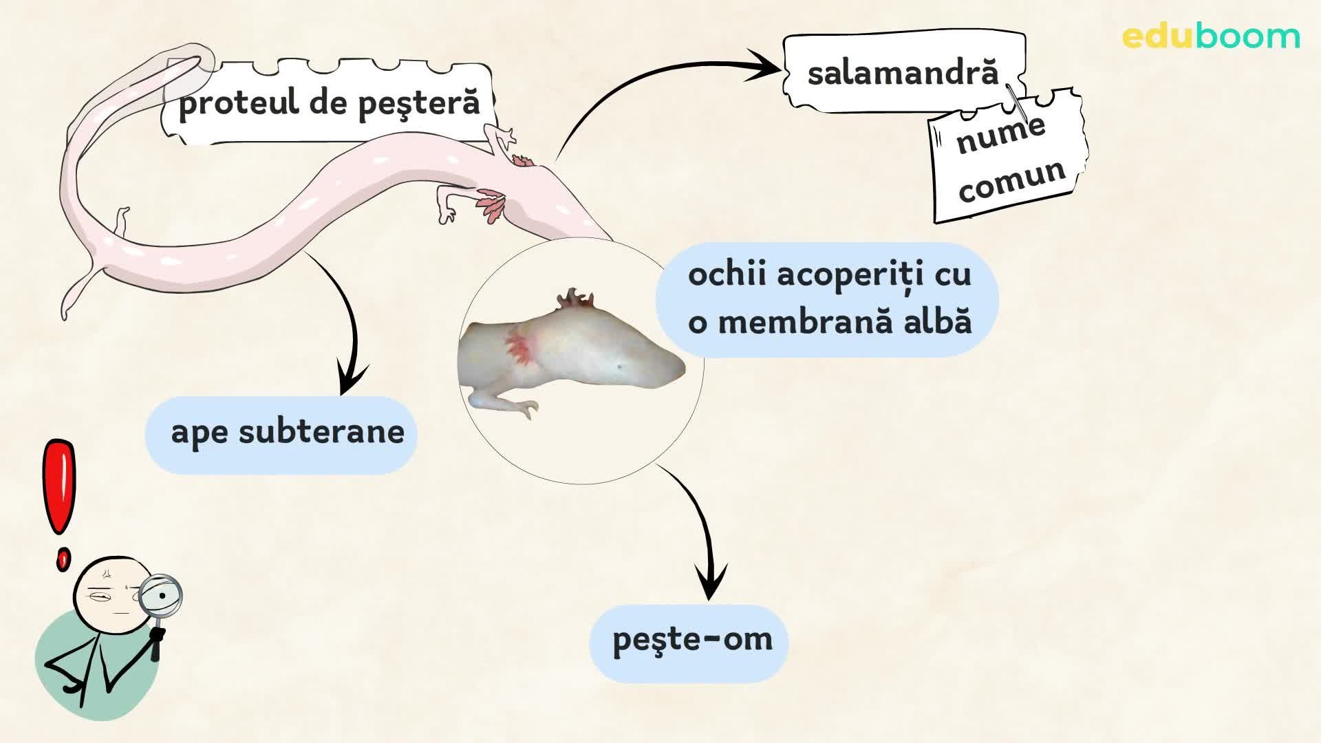 Amfibienii. Biologie clasa a 9-a