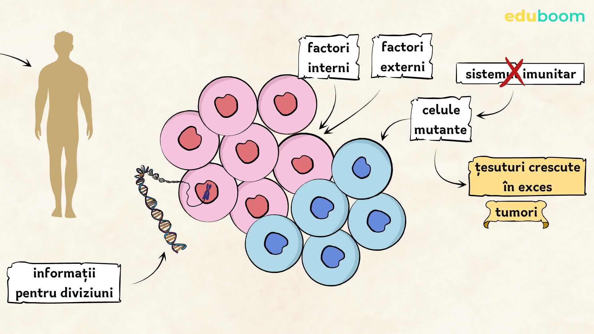 Cancerul. Biologie clasa a 8-a
