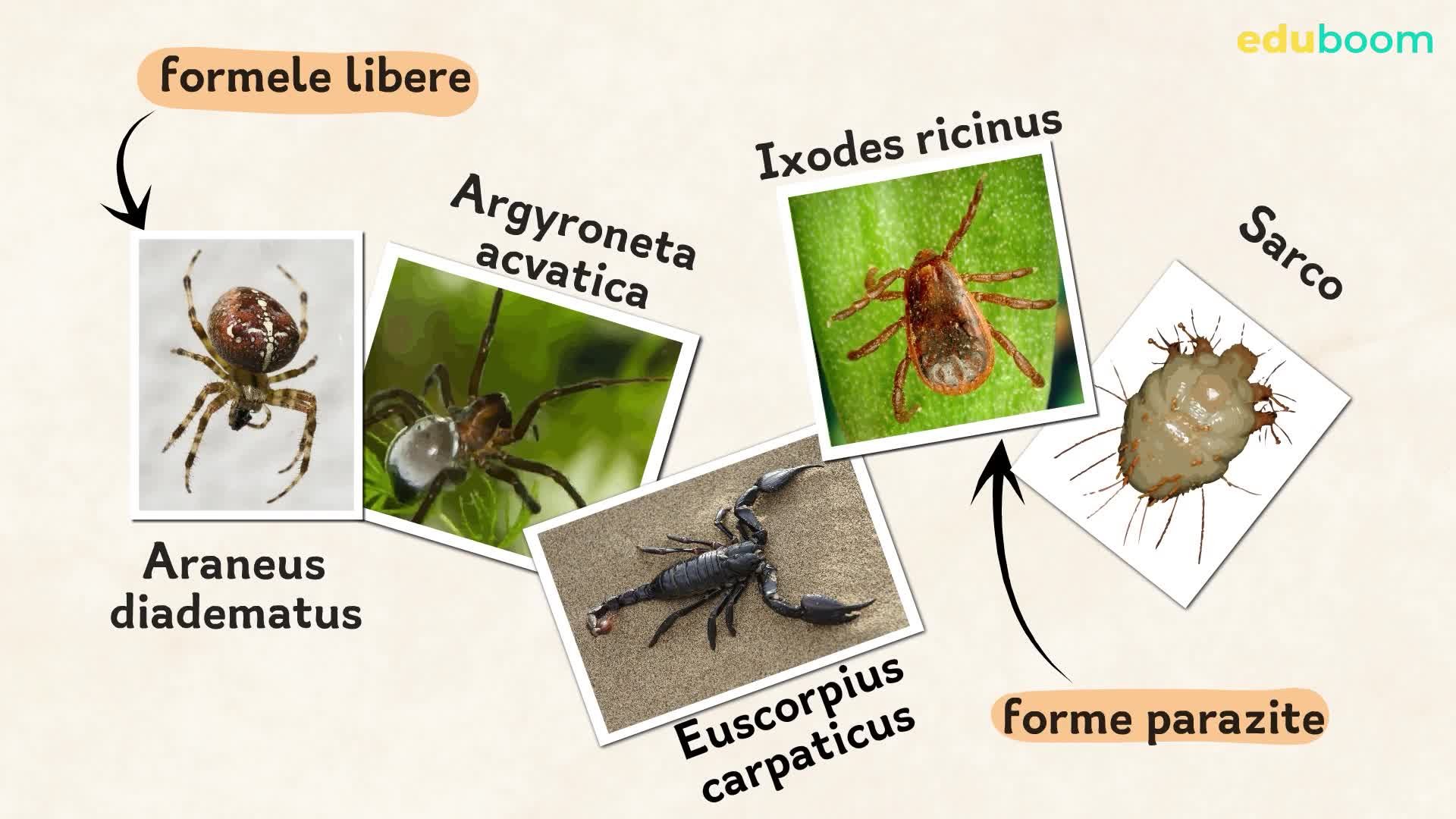 Artropode. Partea I. Biologie clasa a 9-a
