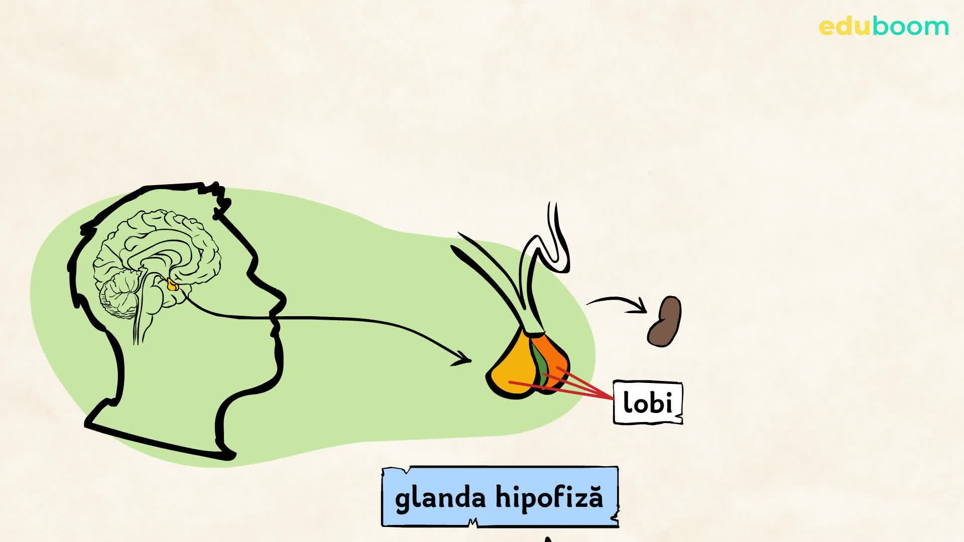 Recapitulare. Evaluare. Glandele endocrine. Biologie clasa a 7-a