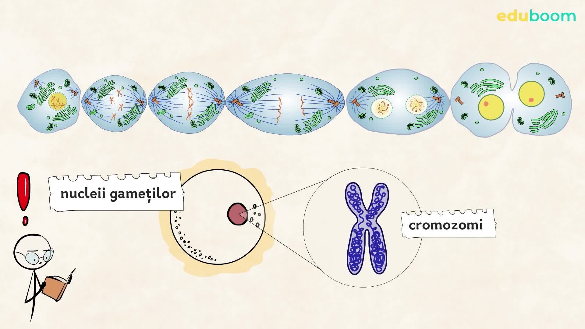 Teoria cromozomală a eredității. Biologie clasa a 9-a