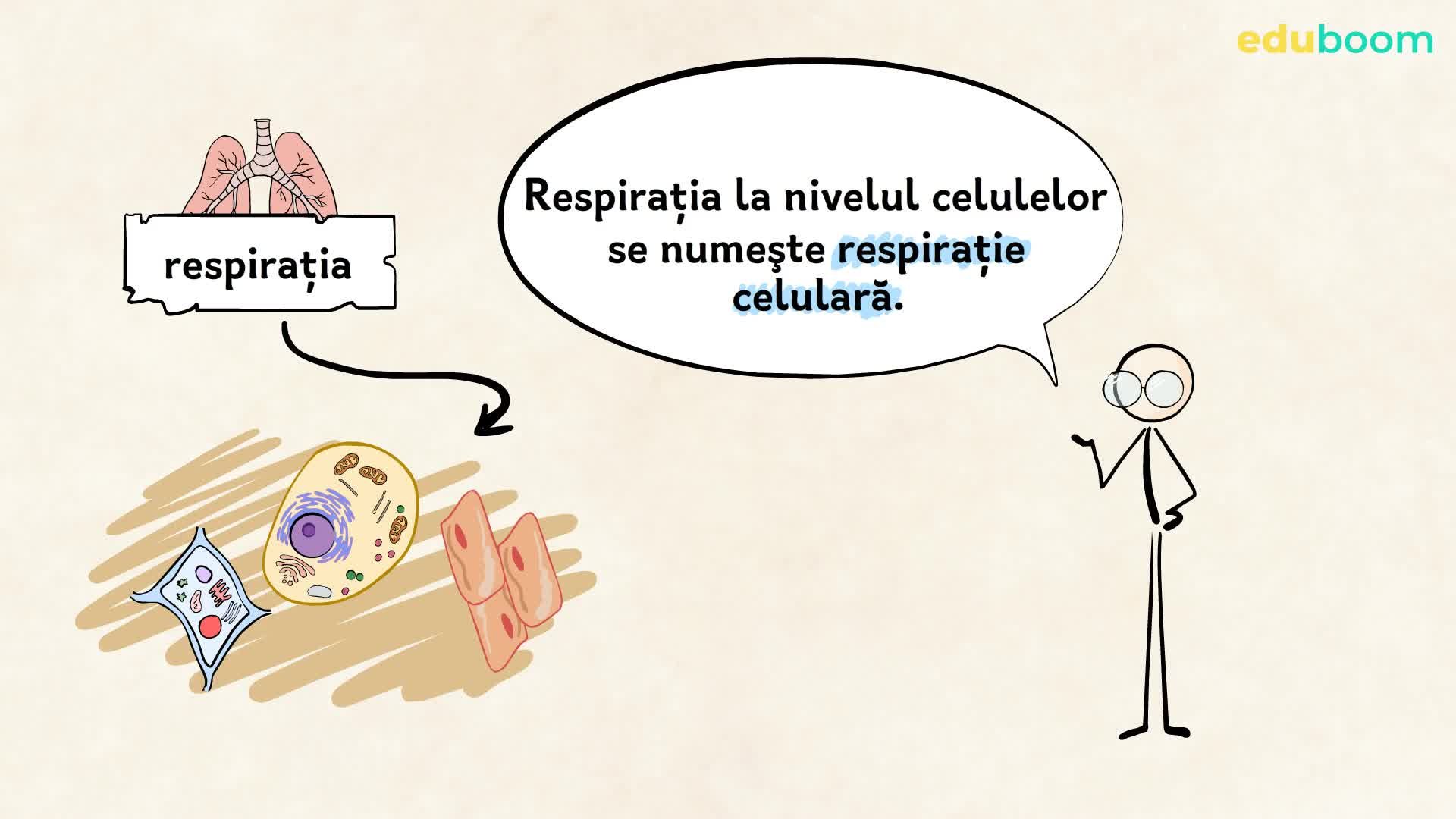 Respirația. Proces prin care se obține energie. Biologie clasa a 6-a