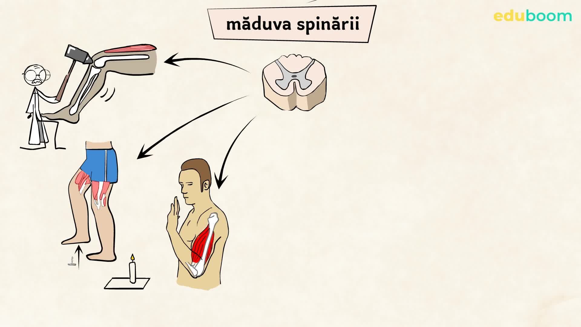 Funcțiile sistemului nervos. Reflexele involuntare. Biologie clasa a 7-a