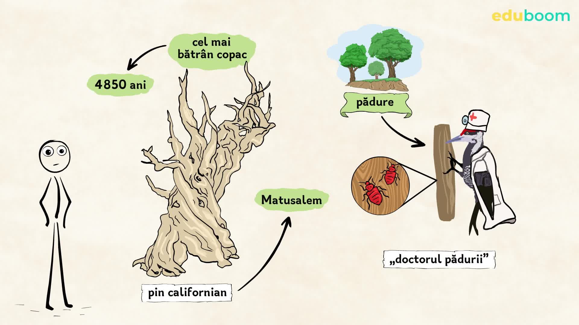 Pădurea. Științe ale naturii a 4-a