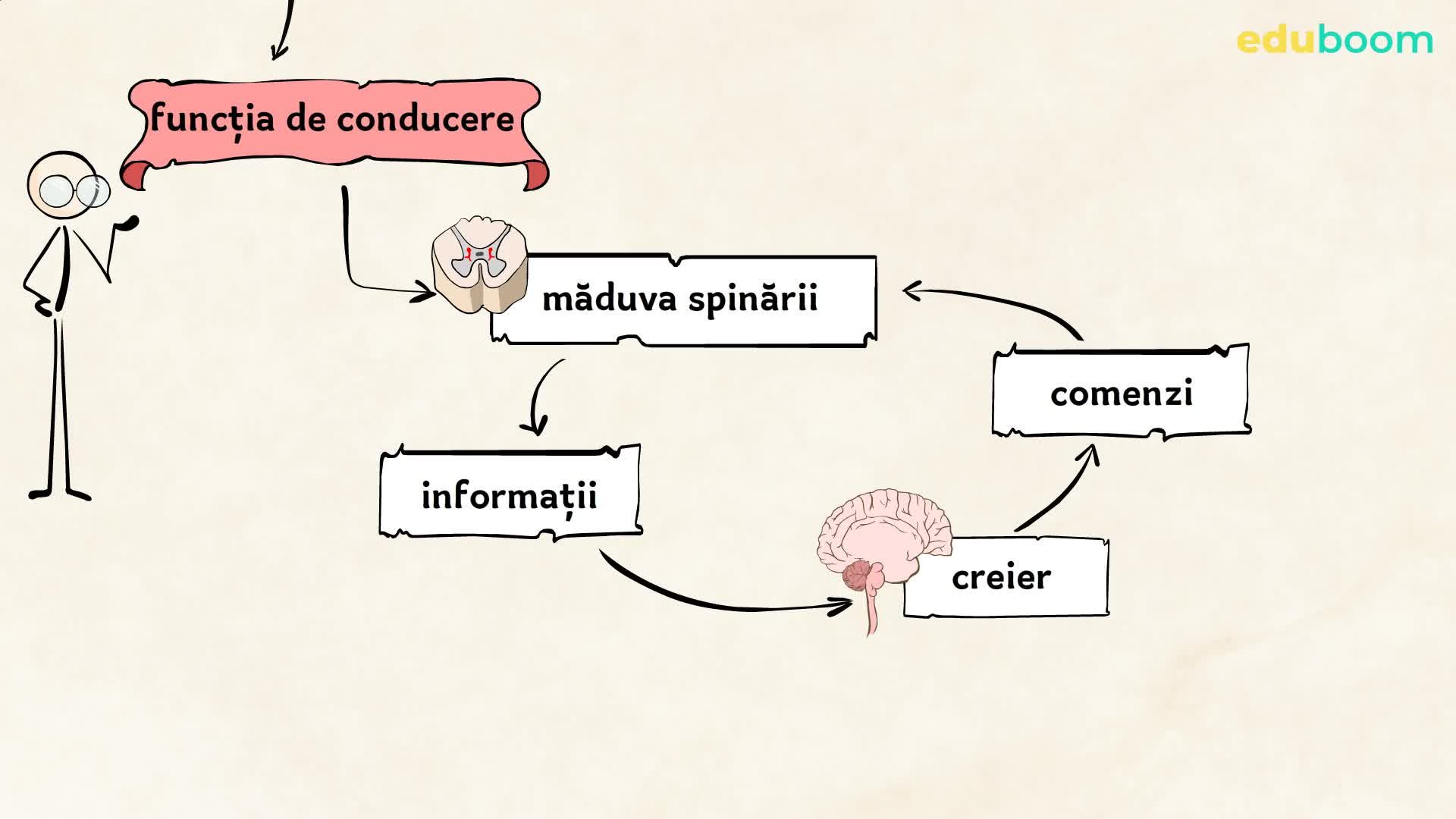 Funcțiile măduvei spinării. Biologie clasa a 7-a