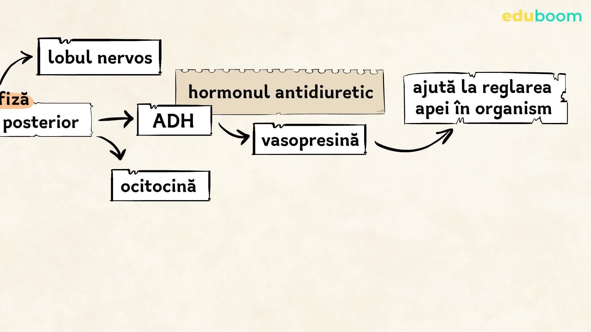 Glanda hipofiză. Biologie clasa a 7-a